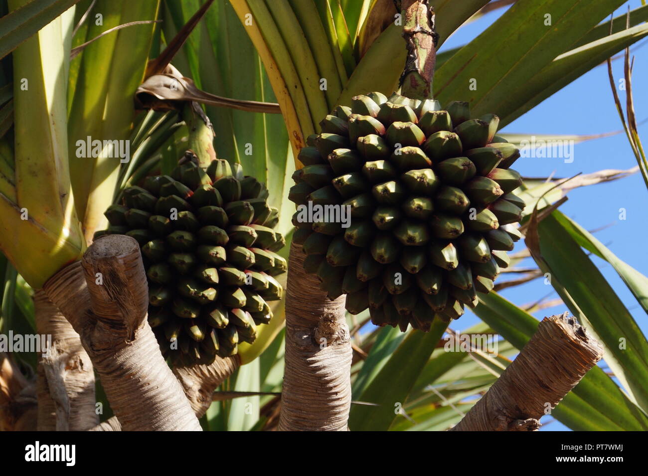 Pandanus Fruit Pandanus Utilis Banque d'image et photos - Alamy