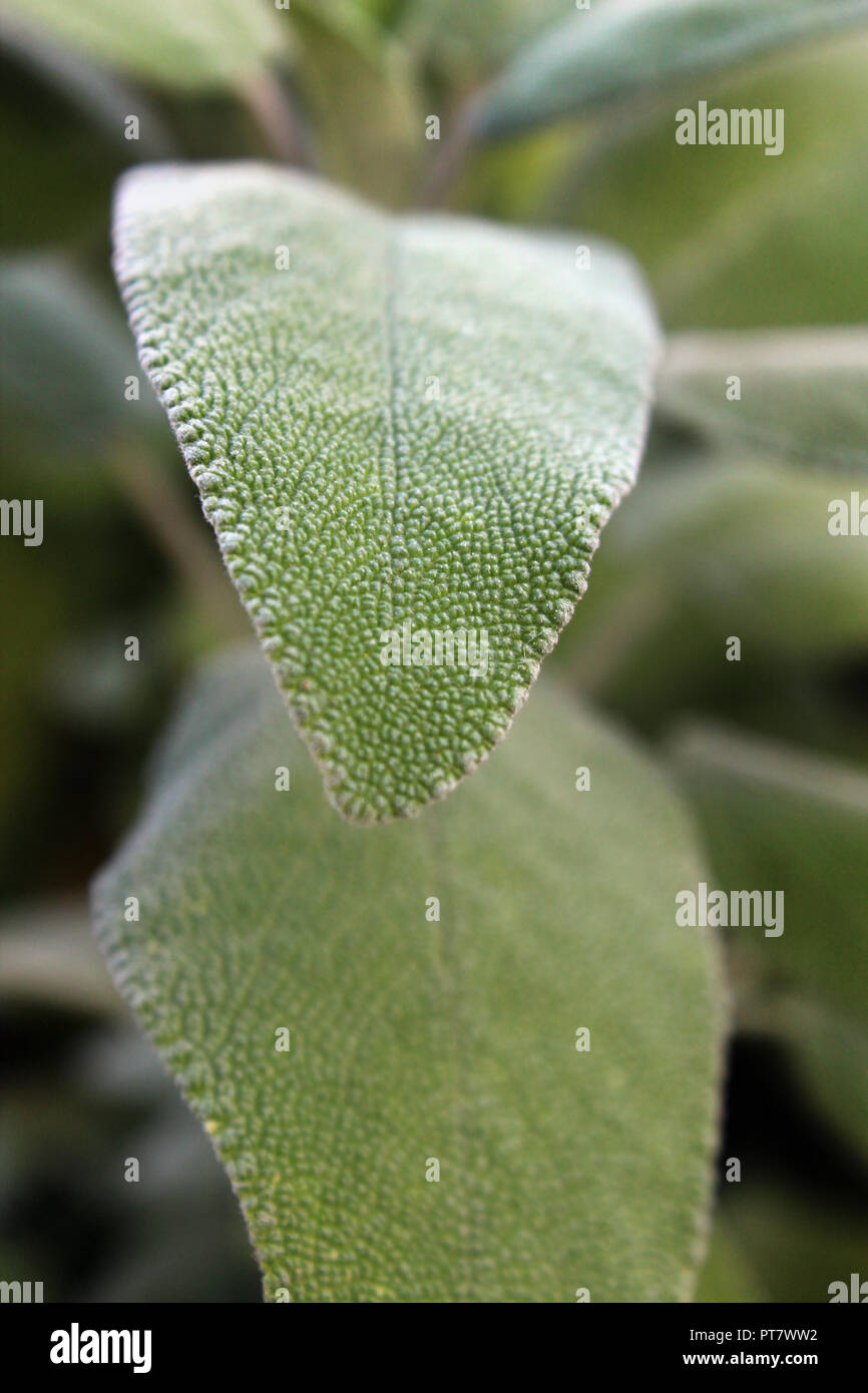 La sauge (Salvia officinalis), feuilles, feuilles Photo Stock - Alamy