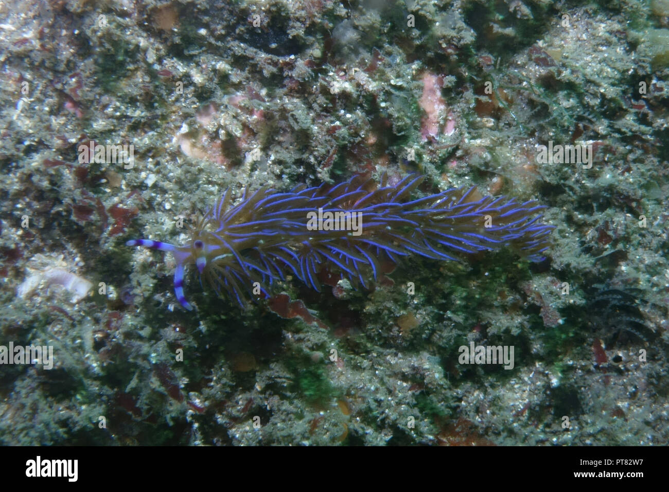 Limace Bleue Banque d'image et photos - Alamy