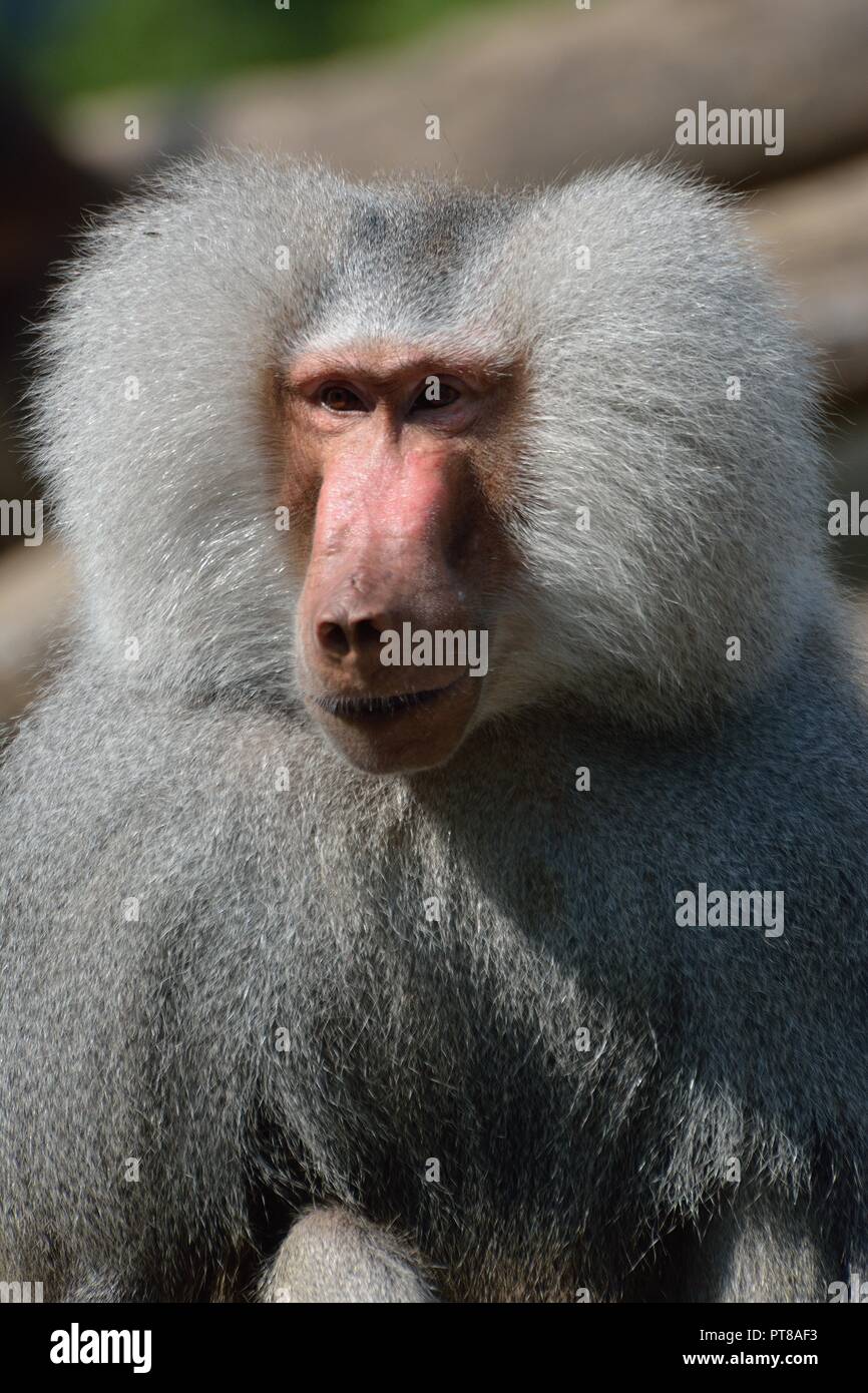 Babouin animaux Banque de photographies et d’images à haute résolution ...