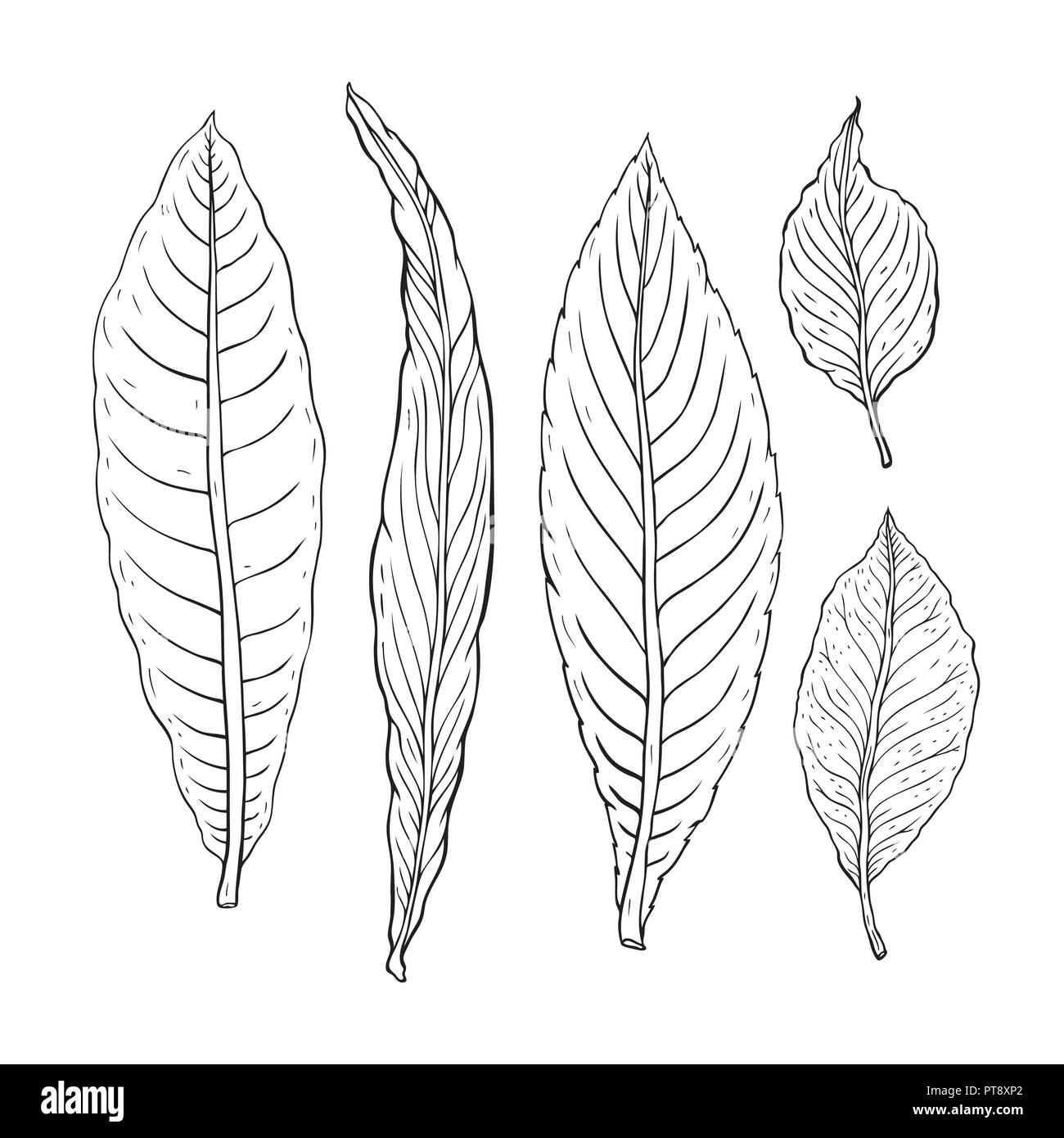 Types de feuille. Décrire les feuilles des différents types, isolé sur ...