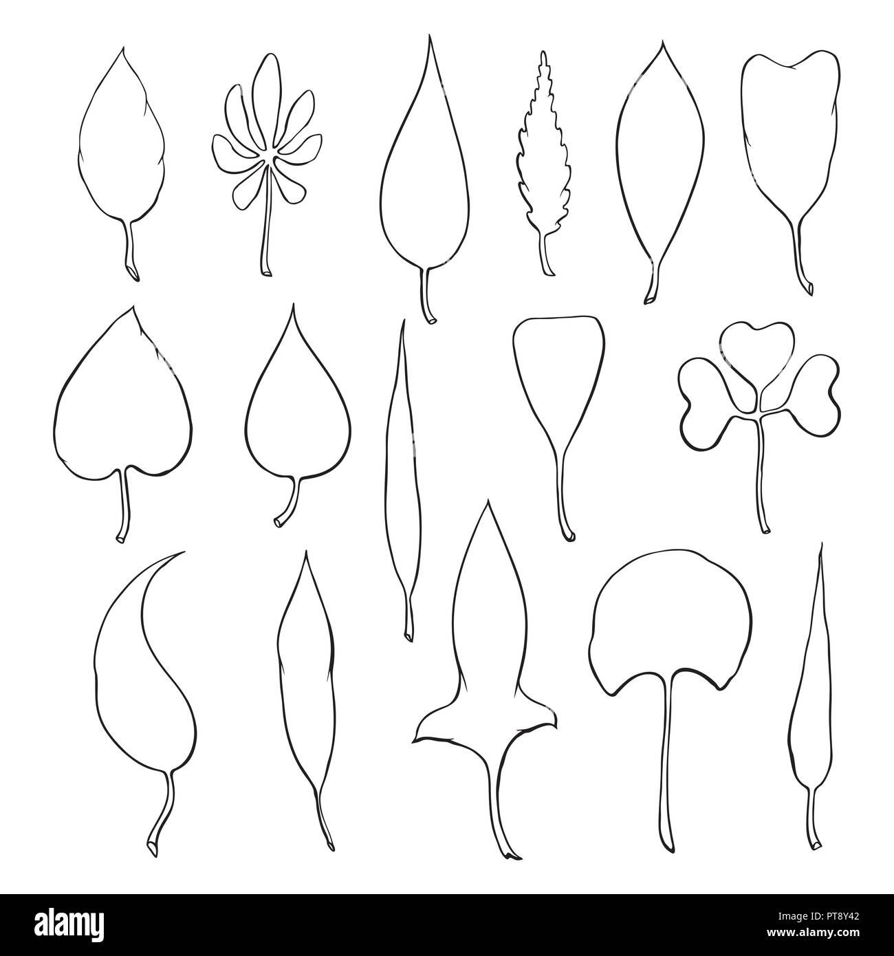 Types de feuille. Décrire les feuilles des différents types, isolé sur ...