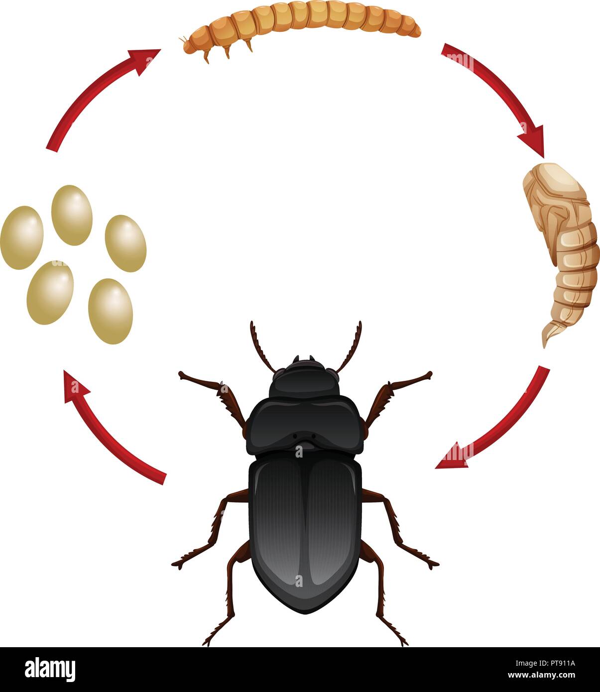 Cycle de vie des insectes Banque d'images vectorielles - Page 2 - Alamy