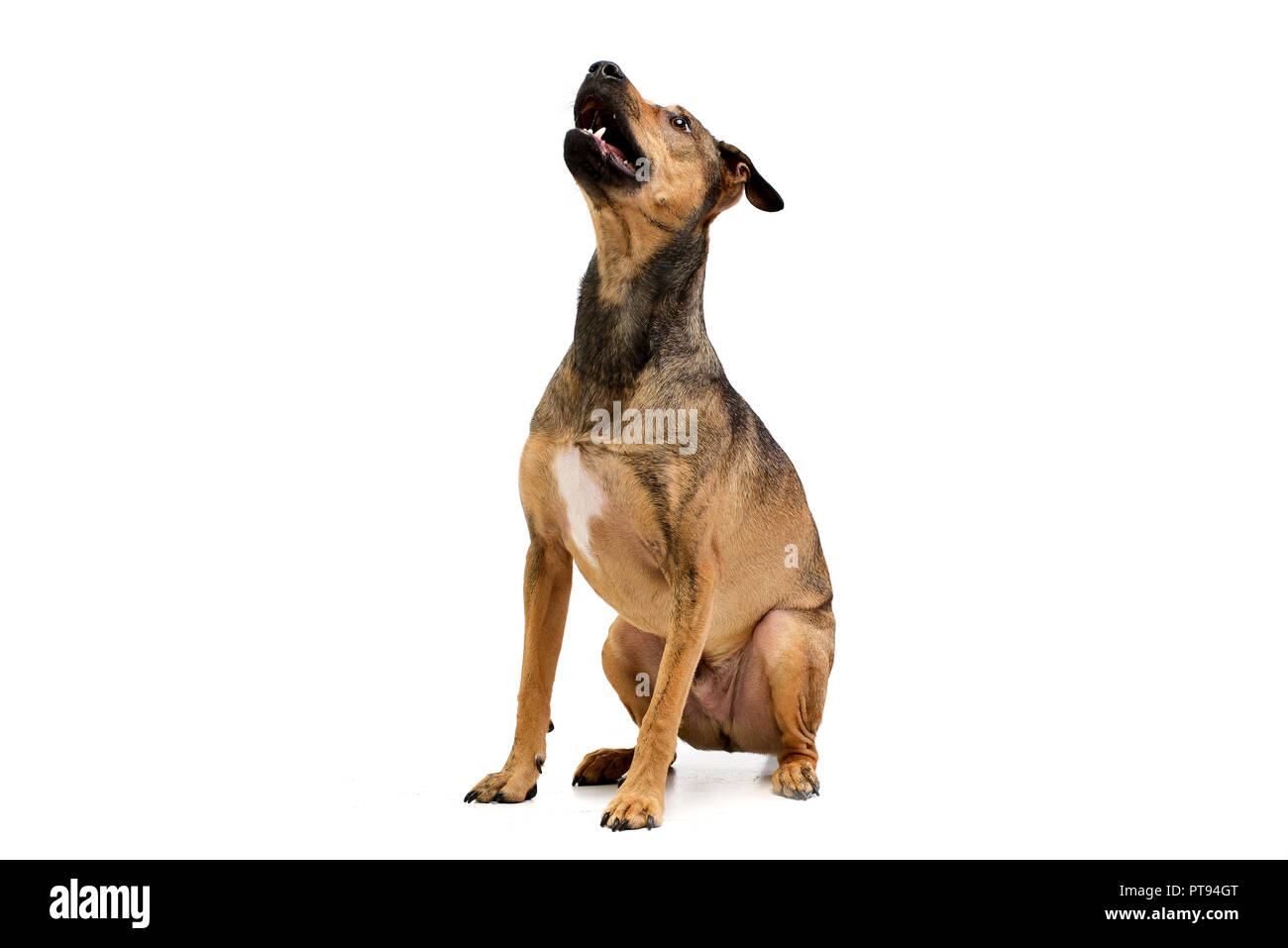 Jappement de chien Banque de photographies et d’images à haute ...