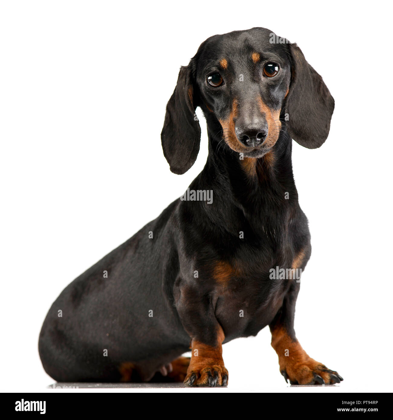 Teckel assis Banque de photographies et d’images à haute résolution - Alamy