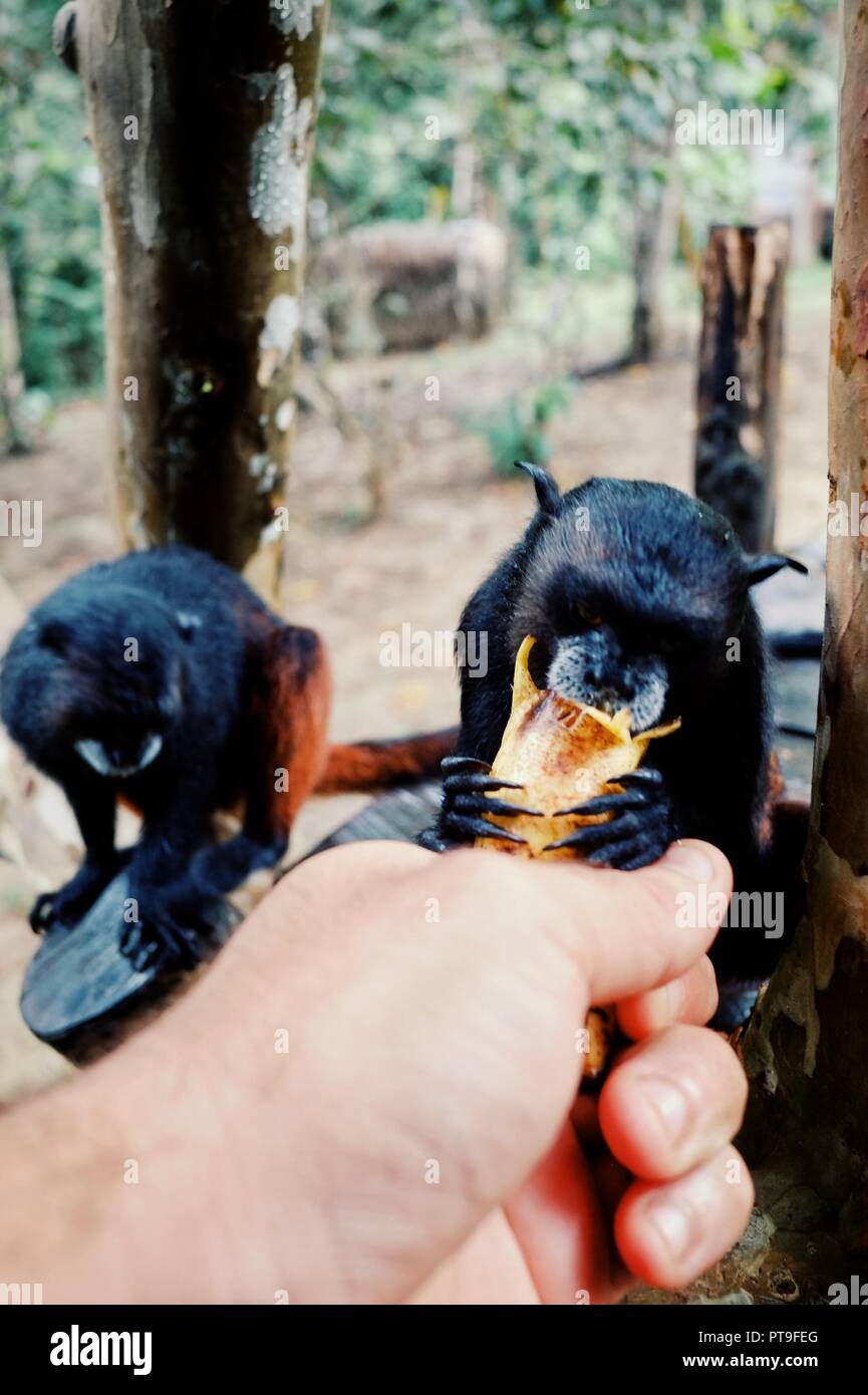 Singe mangeant des bananes Banque de photographies et d’images à haute ...
