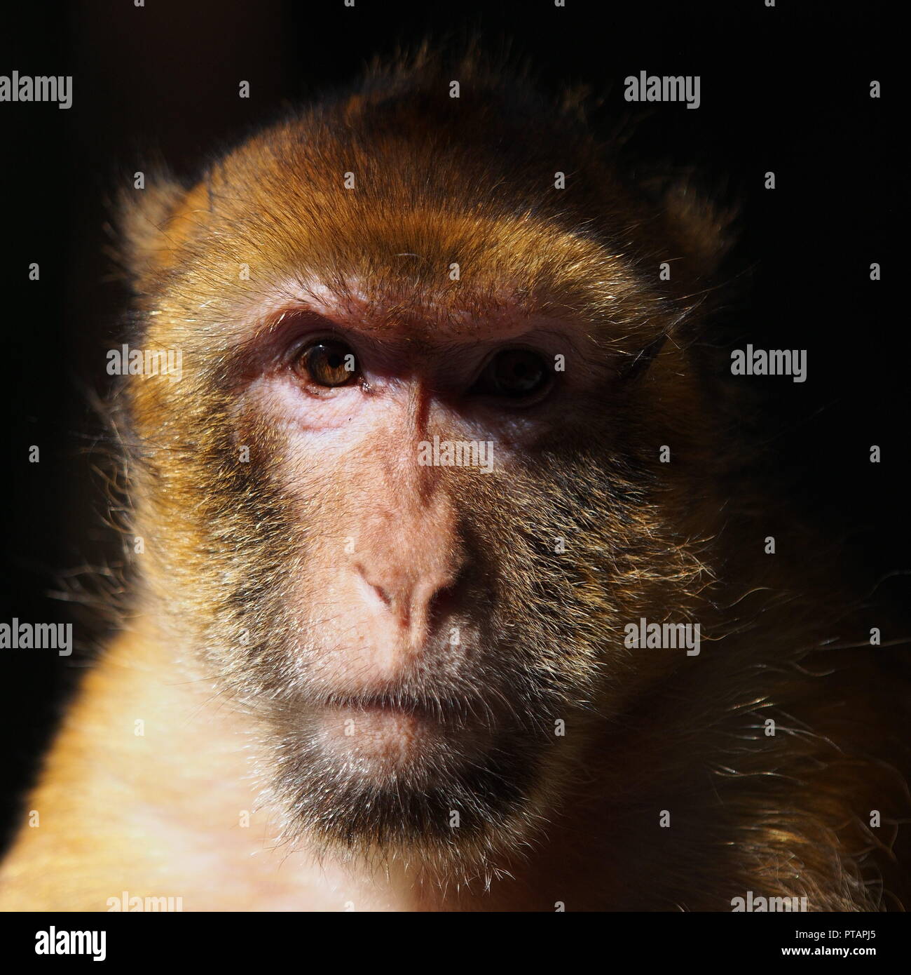 Portrait de macaque Banque de photographies et d’images à haute ...