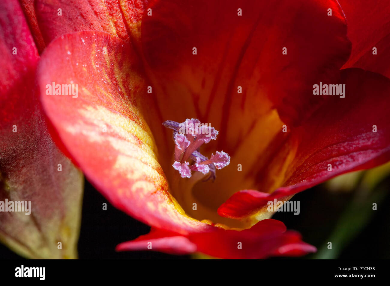 Freesia rouge jaune Banque de photographies et d’images à haute ...