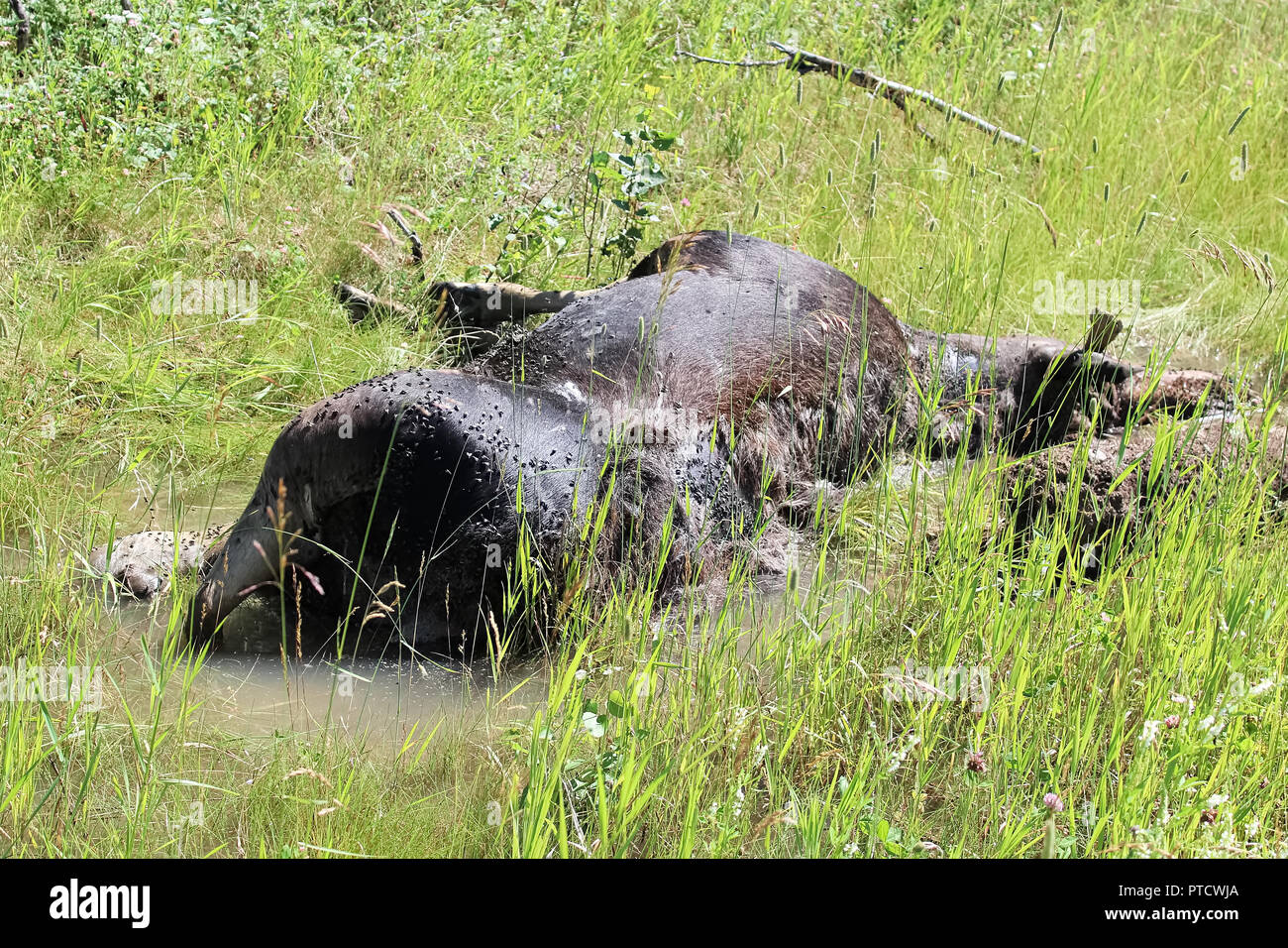 Dead moose Banque de photographies et d’images à haute résolution - Alamy