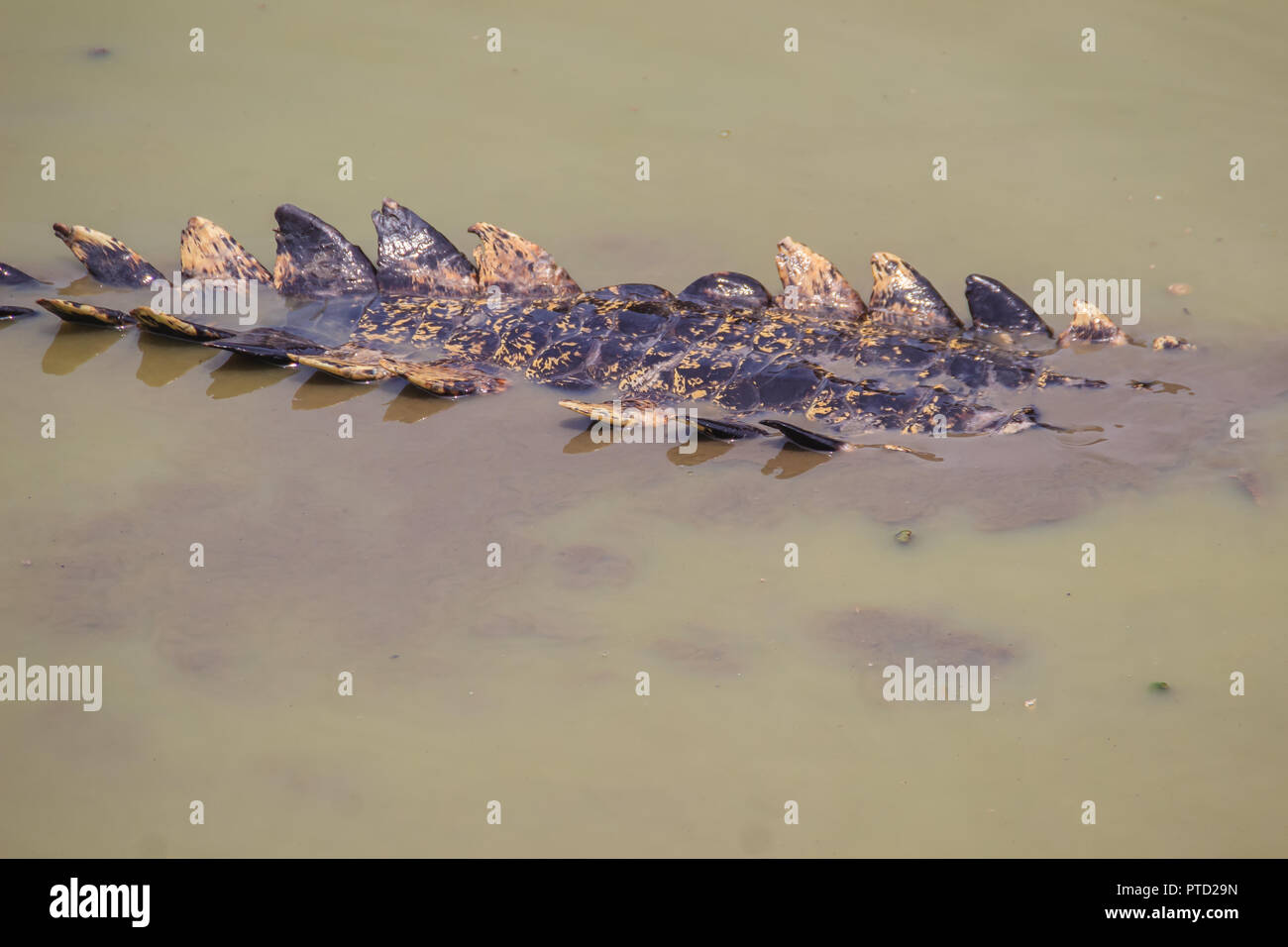 Motif de queue de crocodile en vie le corps vivant pour l'arrière plan ...