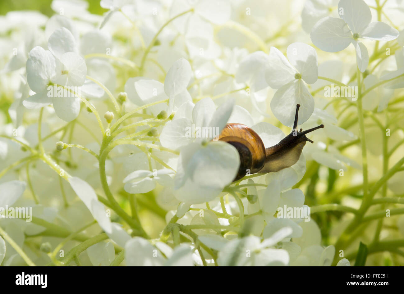 Escargot rampe à l'intérieur sur une grande fleur blanche Hydrangea ...