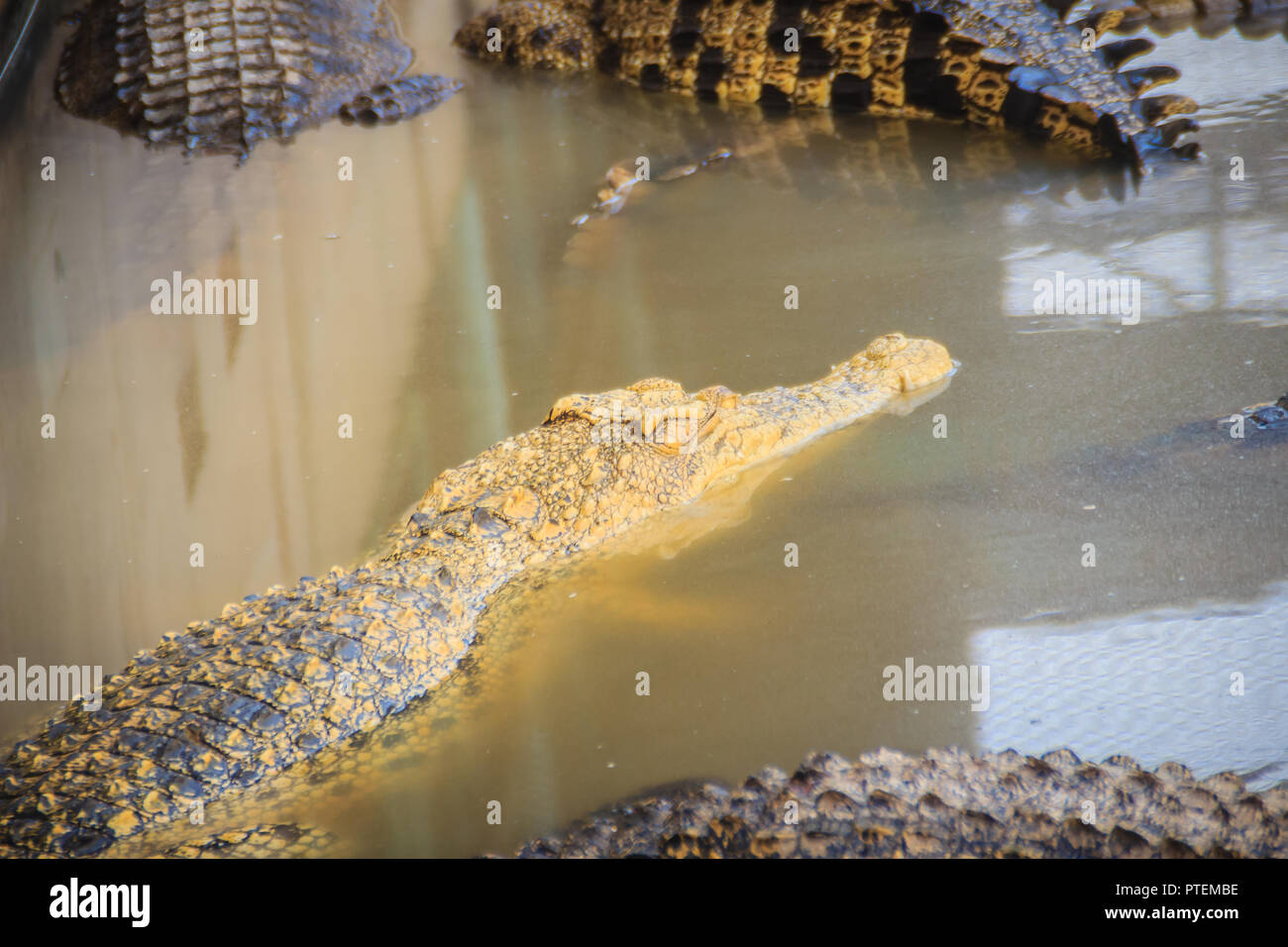 Narine de crocodile Banque de photographies et d’images à haute ...