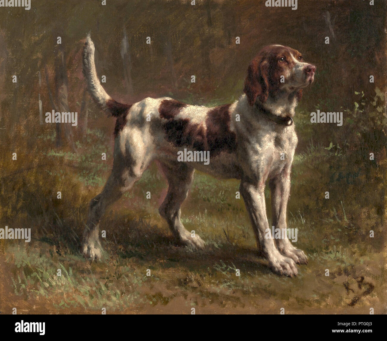 Un limier briquet lound Banque de photographies et d’images à haute ...