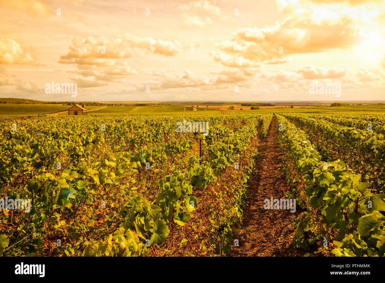 Paysage de vignoble de champagne Banque de photographies et d’images à ...