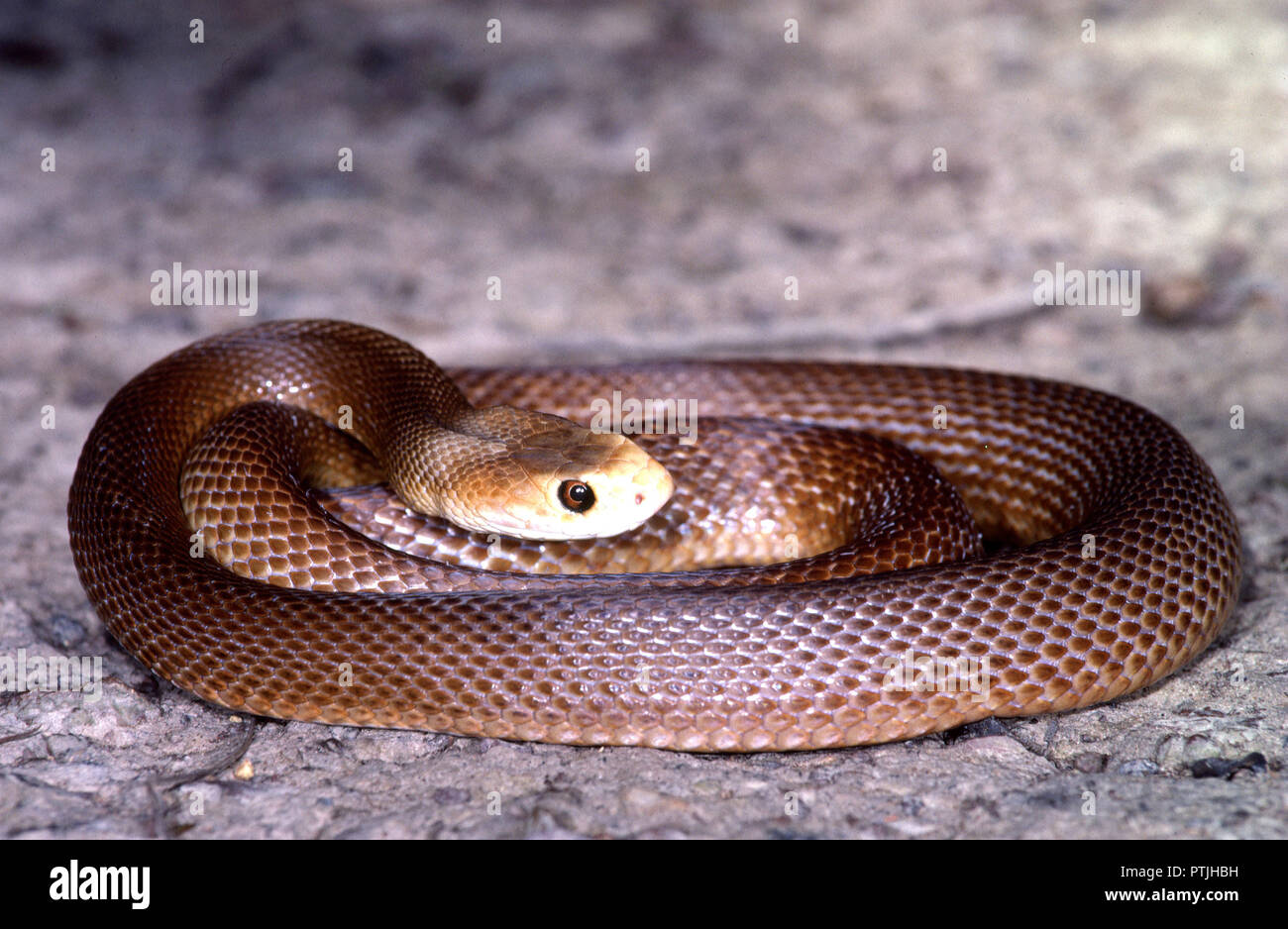 Taipan snake Banque de photographies et d’images à haute résolution - Alamy