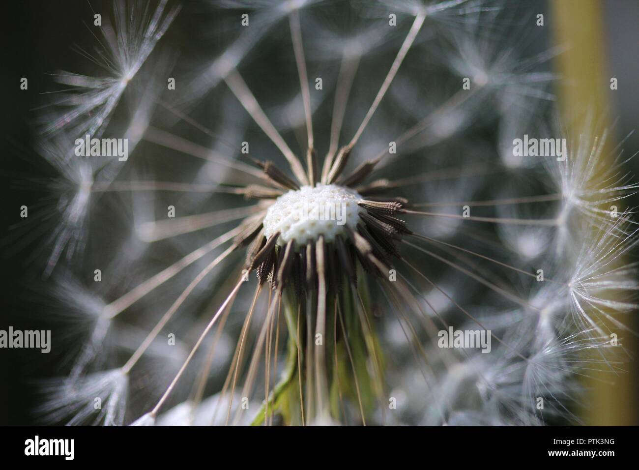 Fleurs en filigrane Banque de photographies et d’images à haute ...