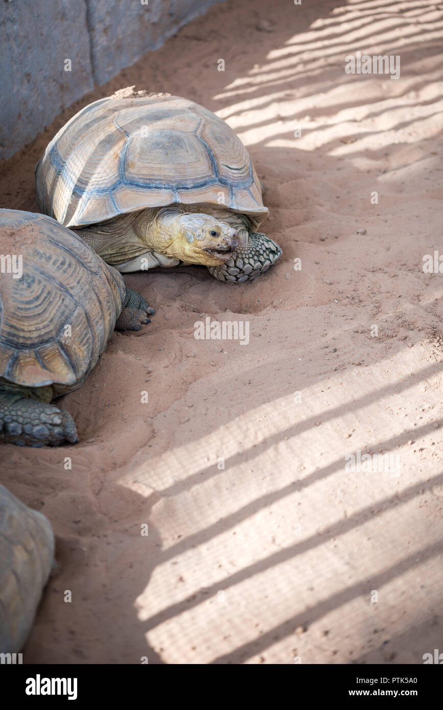 Portrait de Tortise géant dans le parc, Abu Dhabi, UAE Photo Stock - Alamy