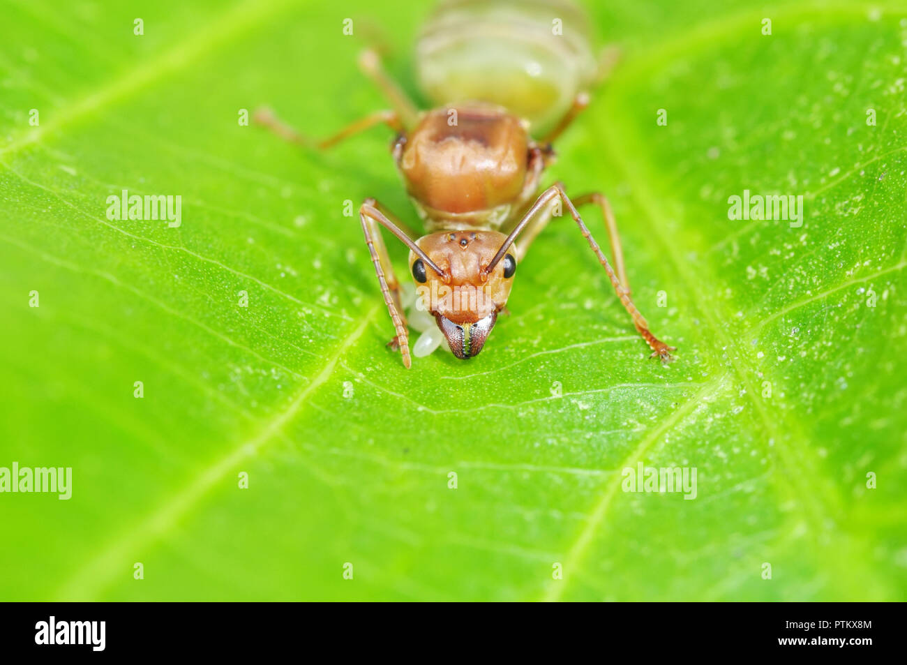 Reine des fourmis tisserandes avec ses oeufs Banque de photographies et ...