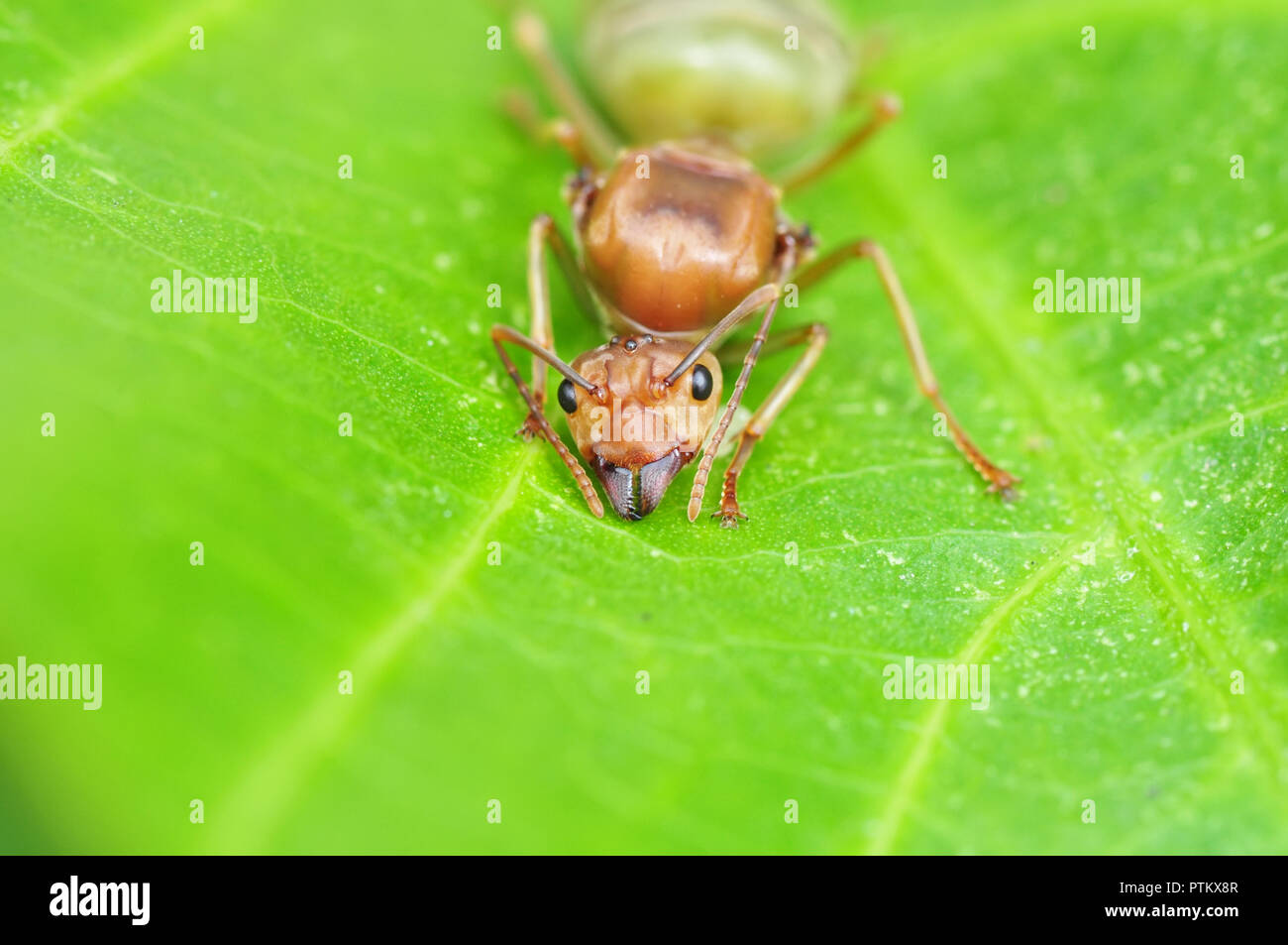 Reine des fourmis tisserandes Banque de photographies et d’images à ...