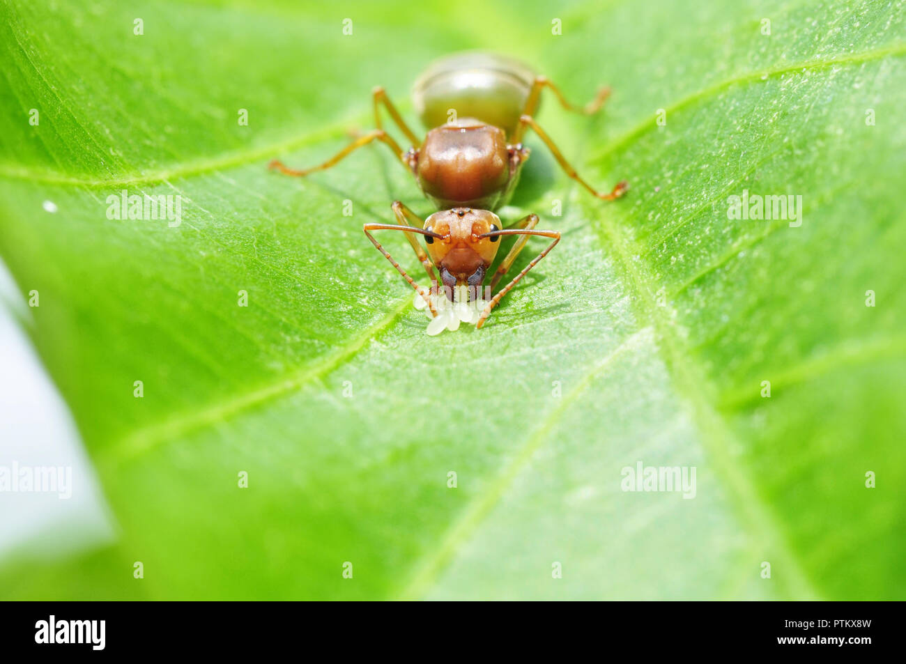 Reine des fourmis tisserandes avec ses oeufs Banque de photographies et ...
