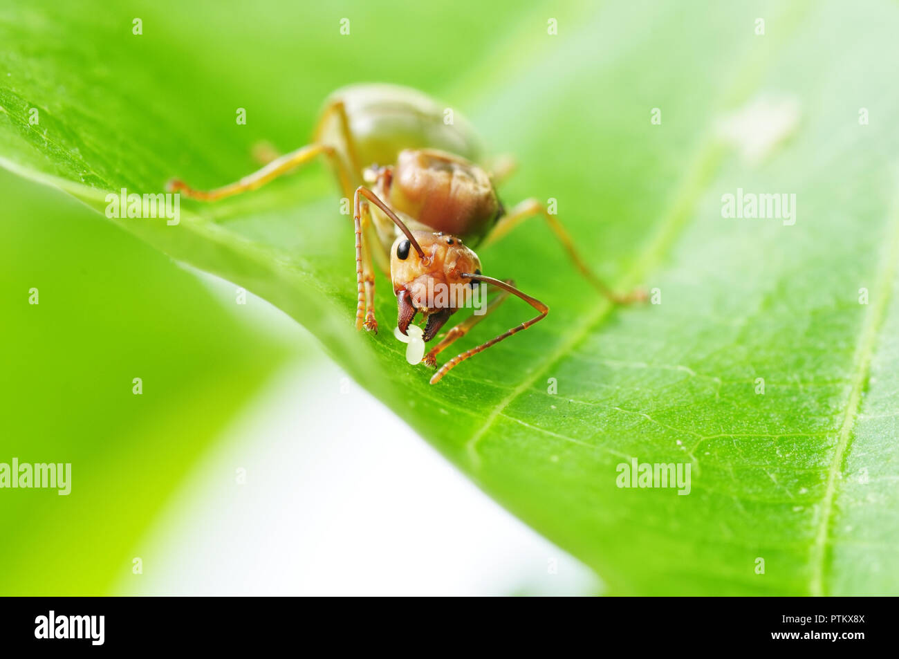 Oeuf de fourmi Banque d'image et photos - Page 3 - Alamy
