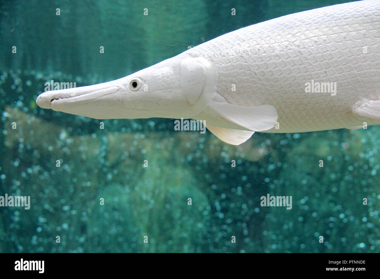 Alligator gar fish Banque de photographies et d’images à haute ...