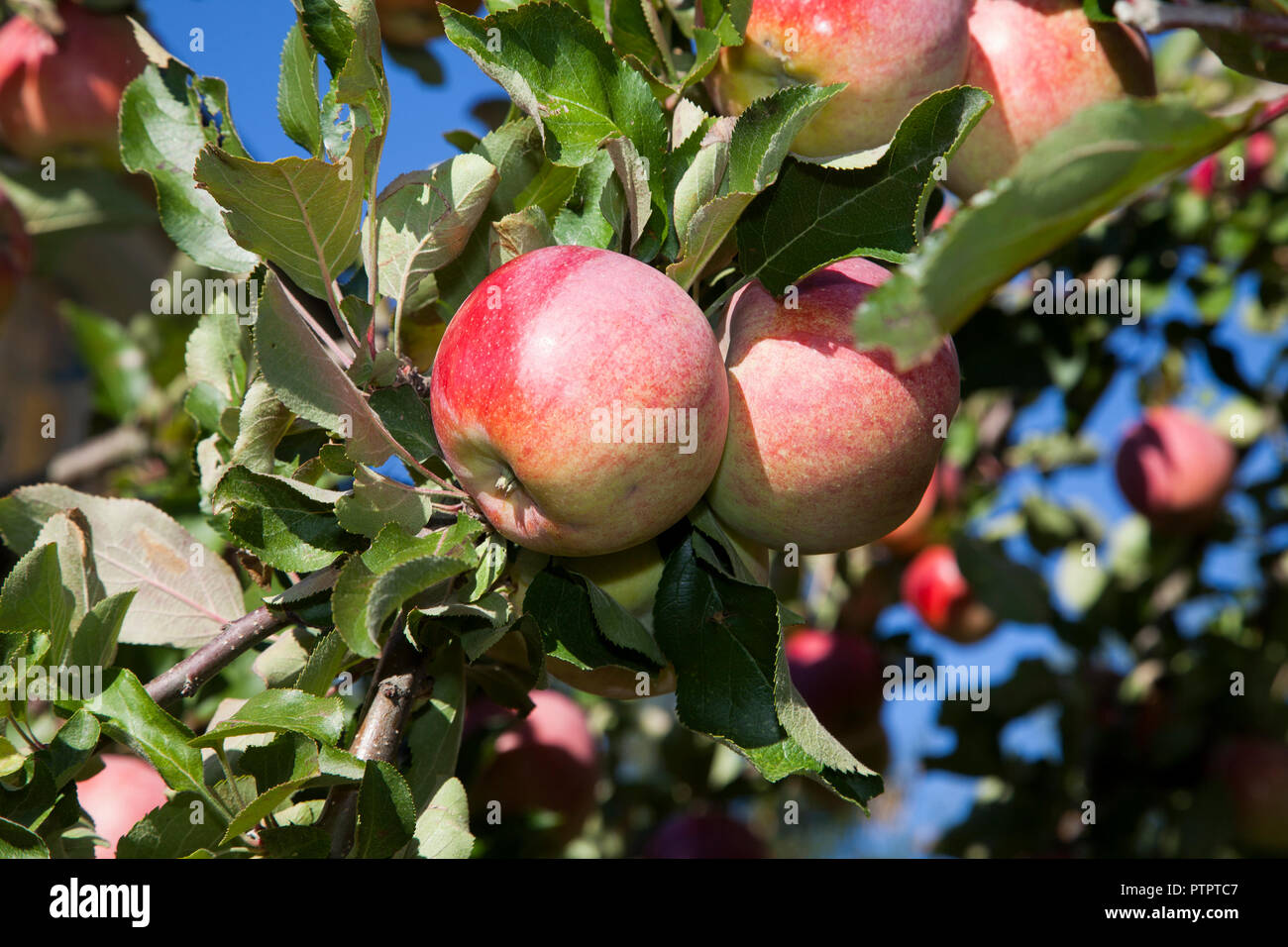 Arbre fruitier de jardin Banque de photographies et d’images à haute ...