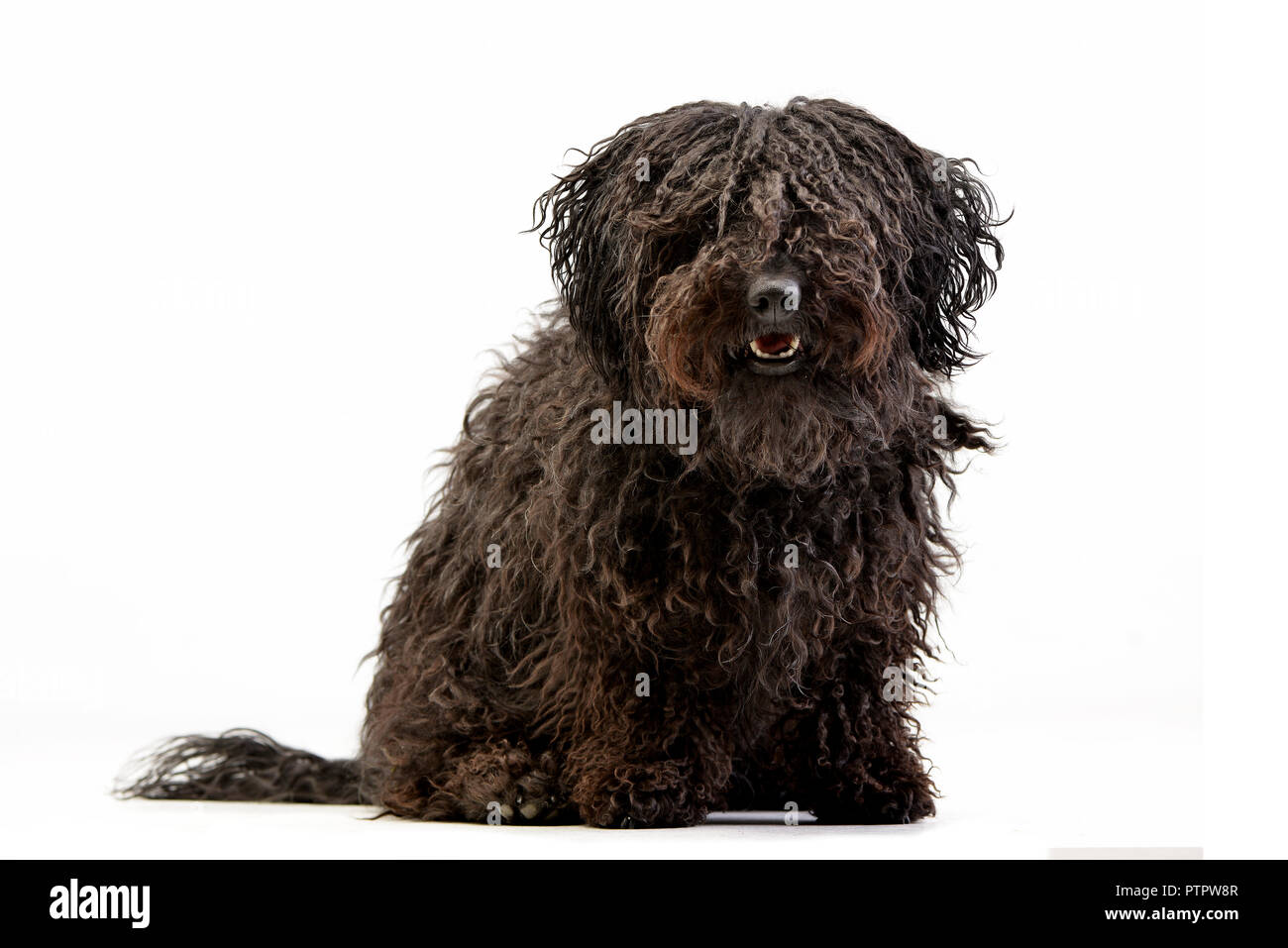 Puli dog Banque d'images détourées - Alamy