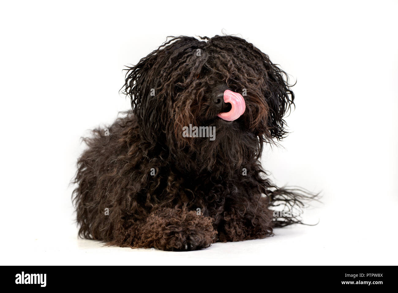 Puli dog Banque d'images détourées - Alamy