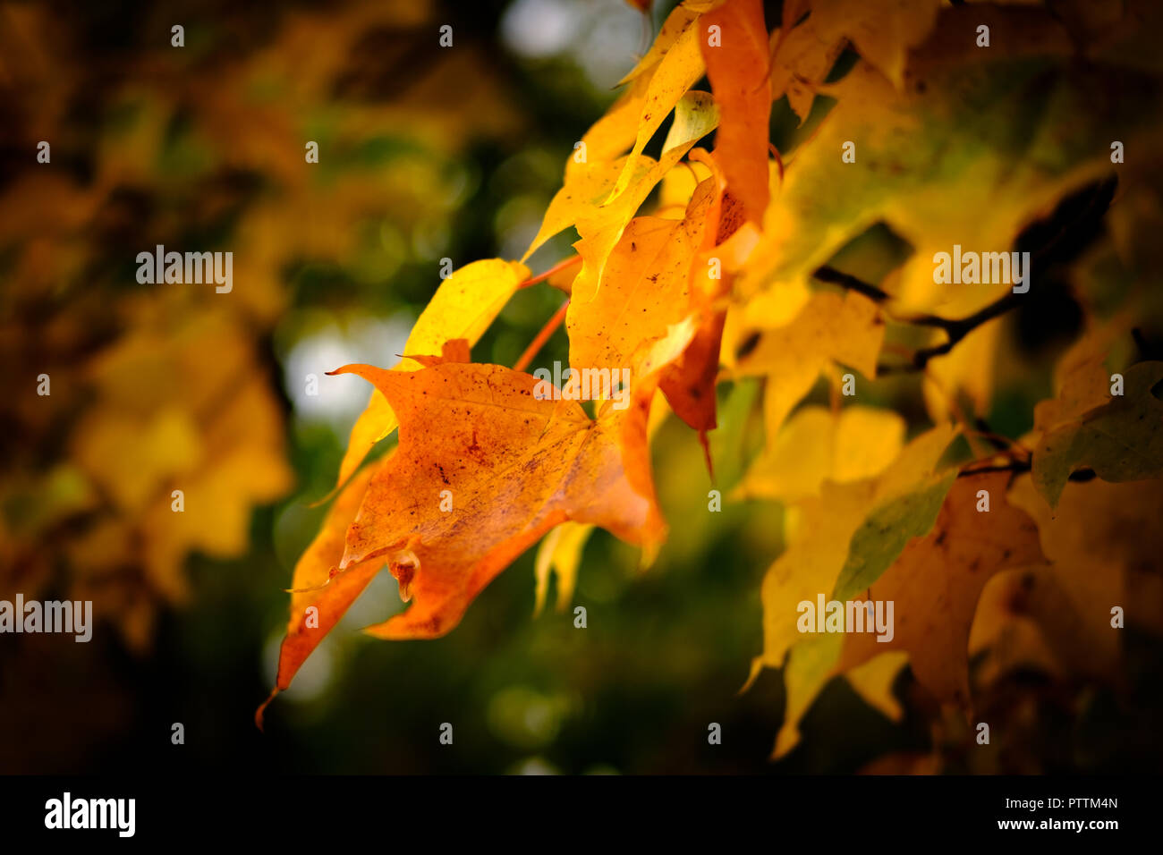 érable à sucre automne Banque de photographies et d’images à haute ...