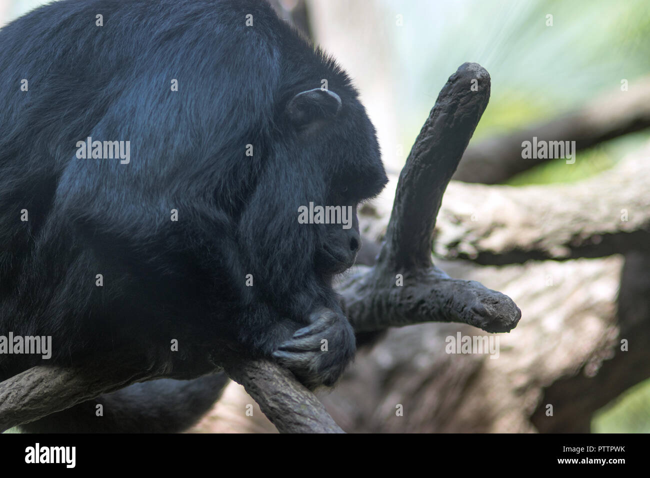 Alouatta species Banque de photographies et d’images à haute résolution ...