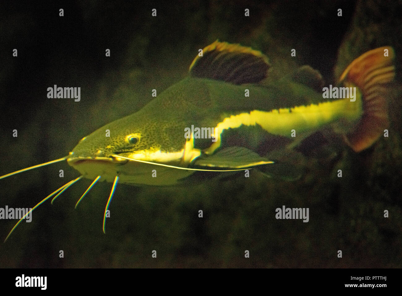 Poissons chats redtail Banque de photographies et d’images à haute ...