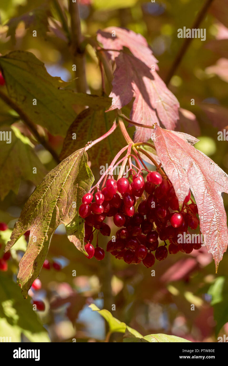 Guelder Rose baies Viburnum opulus automne feuilles couleur rouge arbre ...
