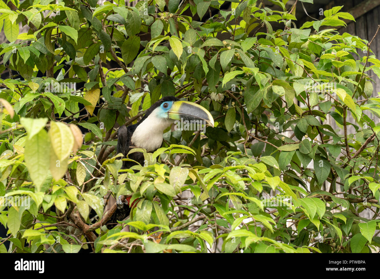 Toucan amazon peru Banque de photographies et d’images à haute ...