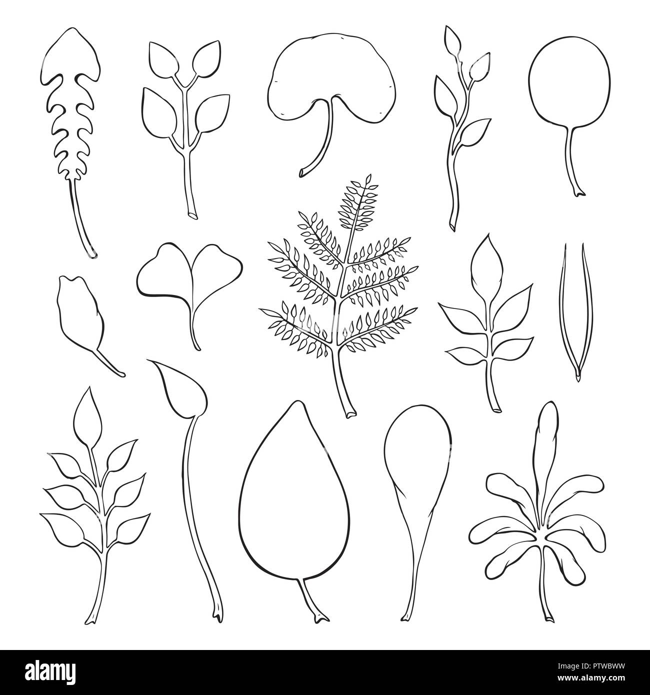Types de feuille. Décrire les feuilles des différents types, isolé sur ...