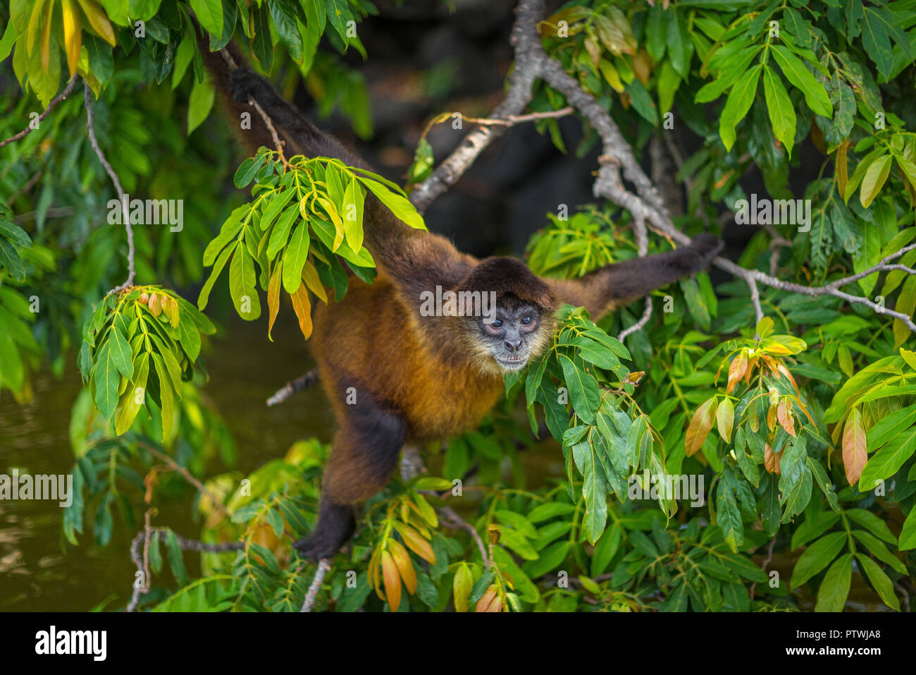 Singe-araignée hanging in tree au Nicaragua sur Monkey Island. Visiter ...