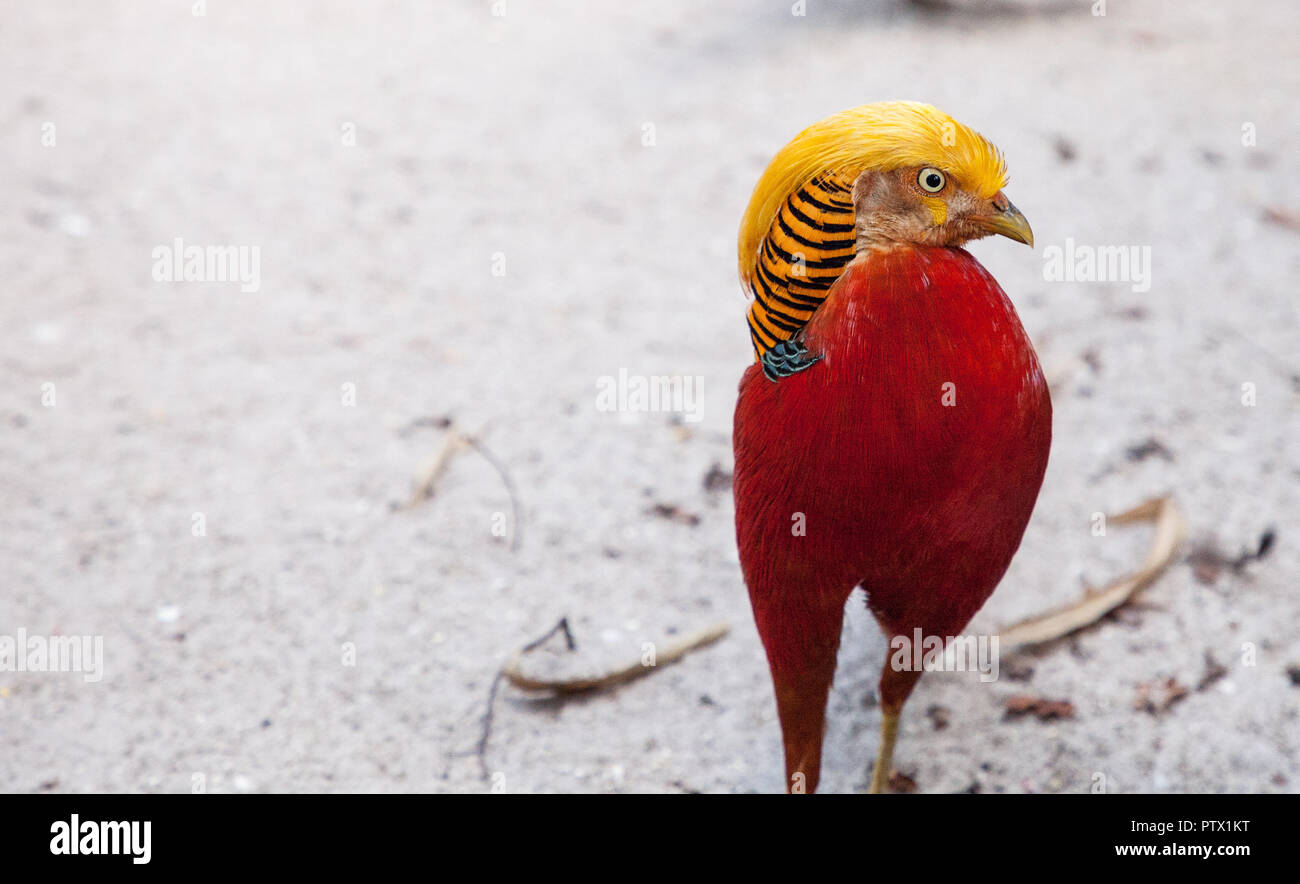 Mâle Golden Pheasant aussi appelé le faisan chinois ou chrysolophus ...