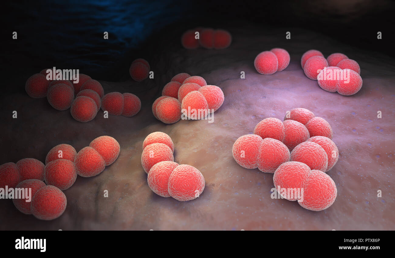 Neisseria meningitidis ou méningocoque est une bactérie qui peut causer ...