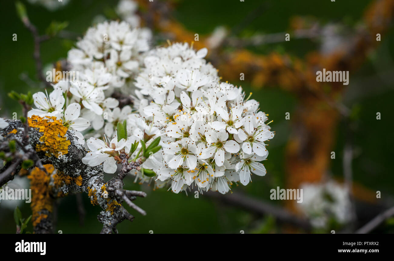Chêne blanc fleur fleurs printemps close up avec feuillage vert et ...