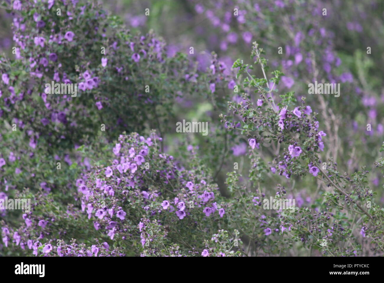 Prostanthera rotundifolia Banque de photographies et d’images à haute ...