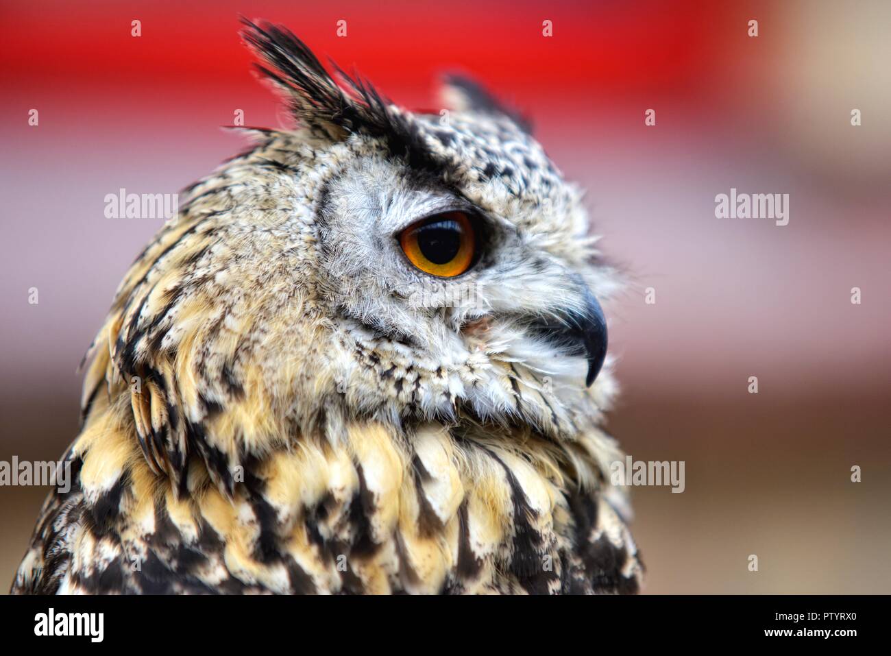 Bengal eagle owl Banque de photographies et d’images à haute résolution - Alamy