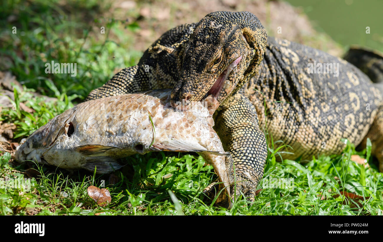 Grand Varan mange un poisson Photo Stock - Alamy