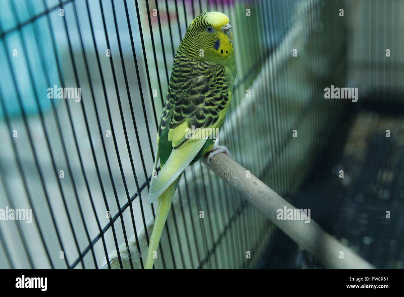 Budgie . Les perruches . Ondulé Vert perroquet est assis dans une cage ...