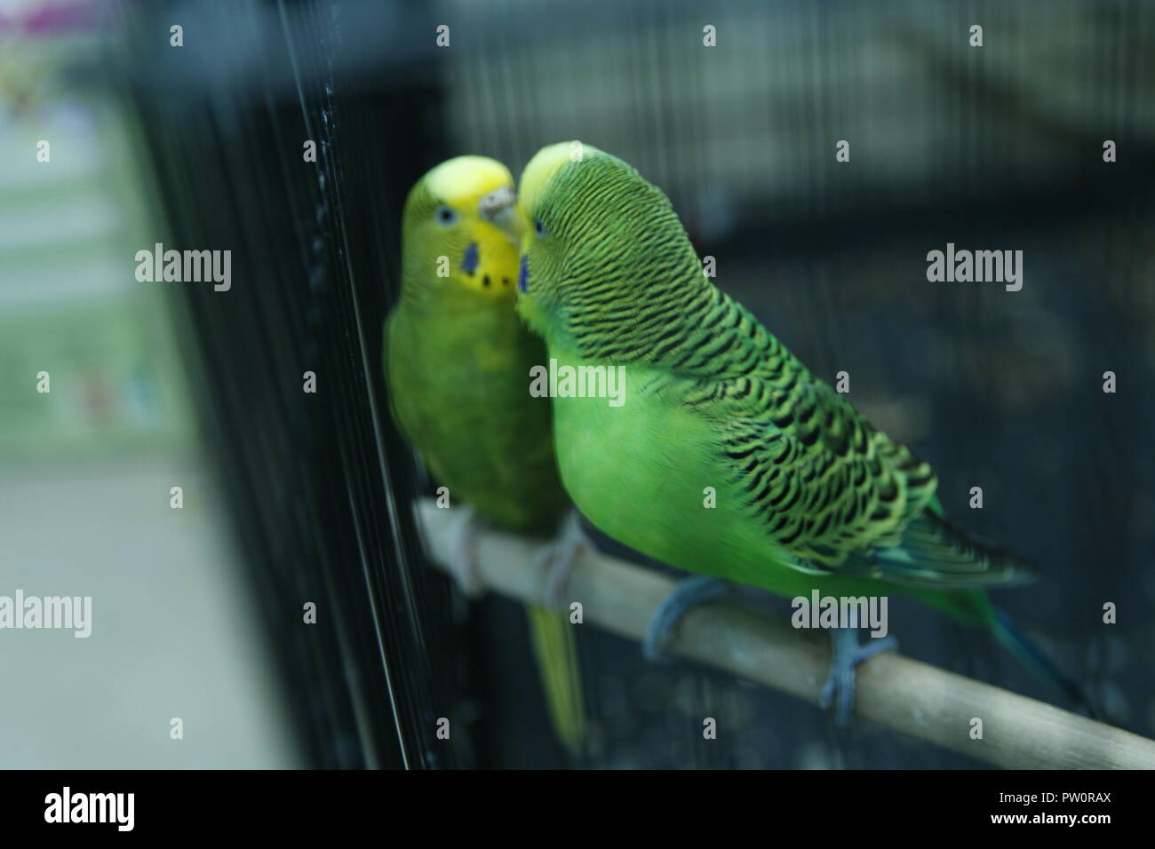 Budgie . Les perruches . Ondulé Vert perroquet est assis dans une cage ...