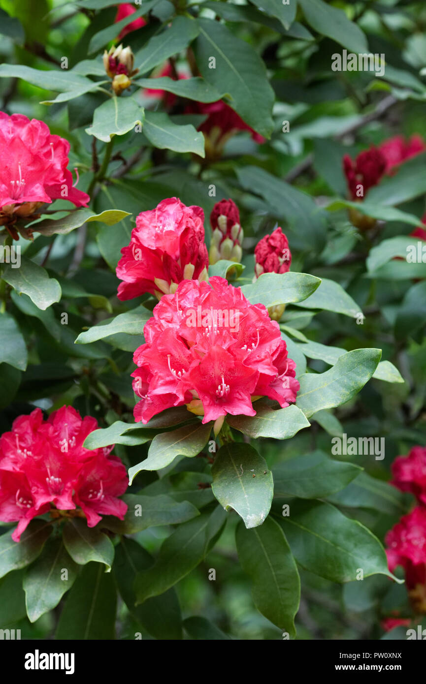 Fleurs en forme de cloche rouge Banque de photographies et d’images à ...