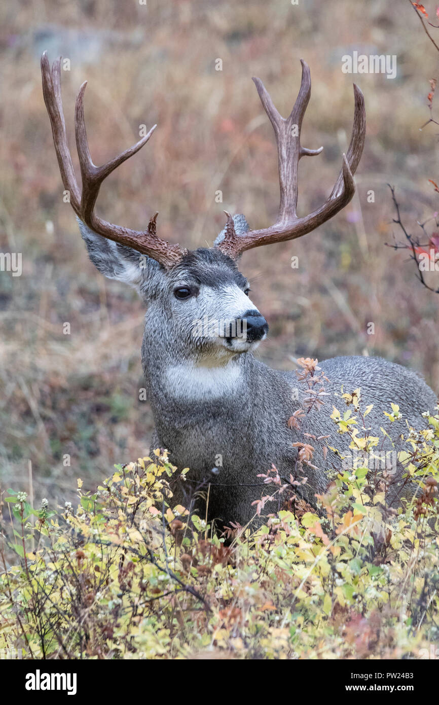 Buck le Cerf mulet (Odocoileus hemionus), en Amérique du Nord Photo ...