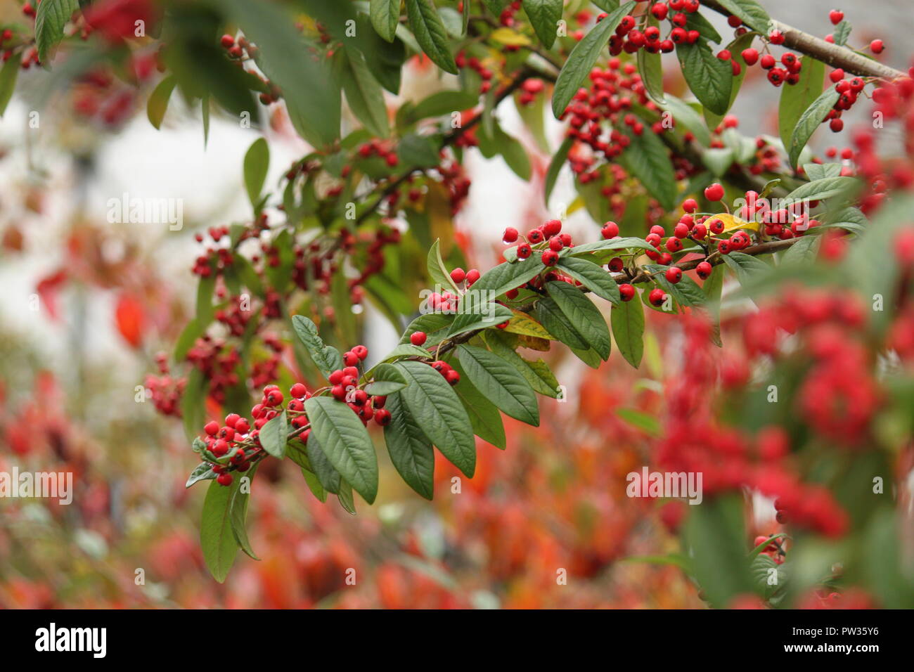 Baies rouges sur les arbres Banque de photographies et d’images à haute ...