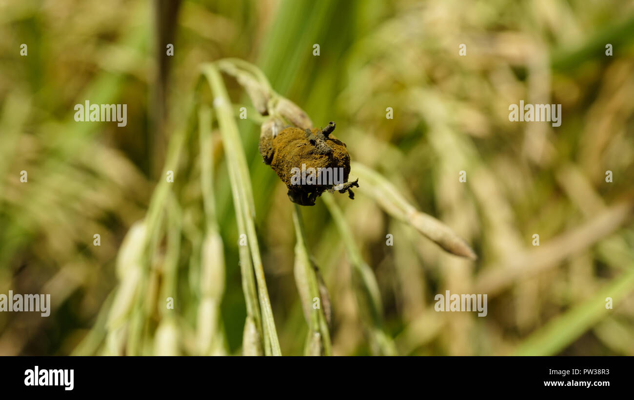 Symptôme maladie Banque de photographies et d’images à haute résolution ...