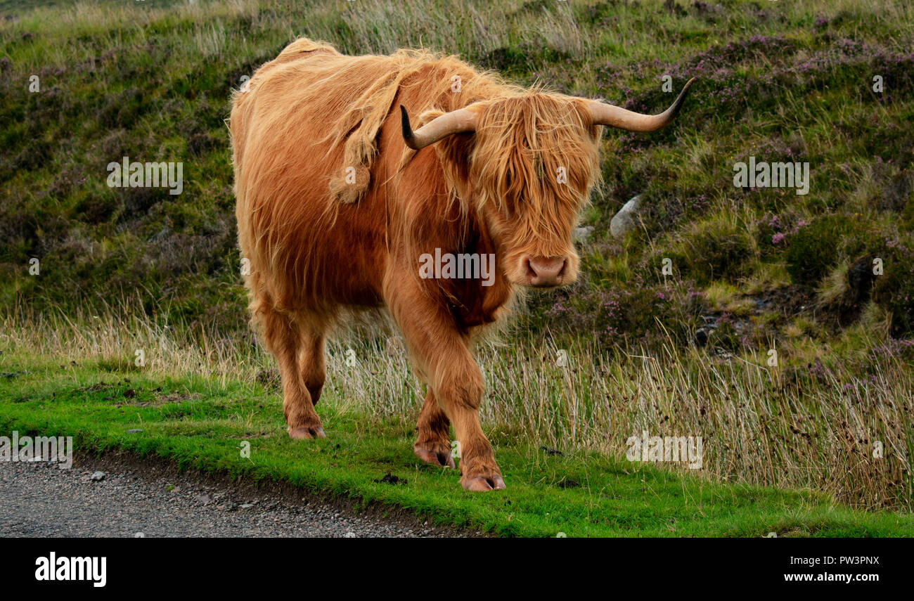 Moo coo Banque de photographies et d’images à haute résolution - Alamy