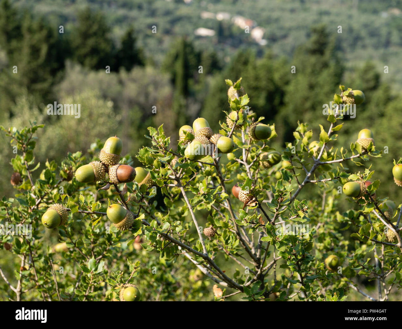 Chêne kermès (Quercus coccifera) Dafnata, Corfou, îles Ioniennes, Grèce ...